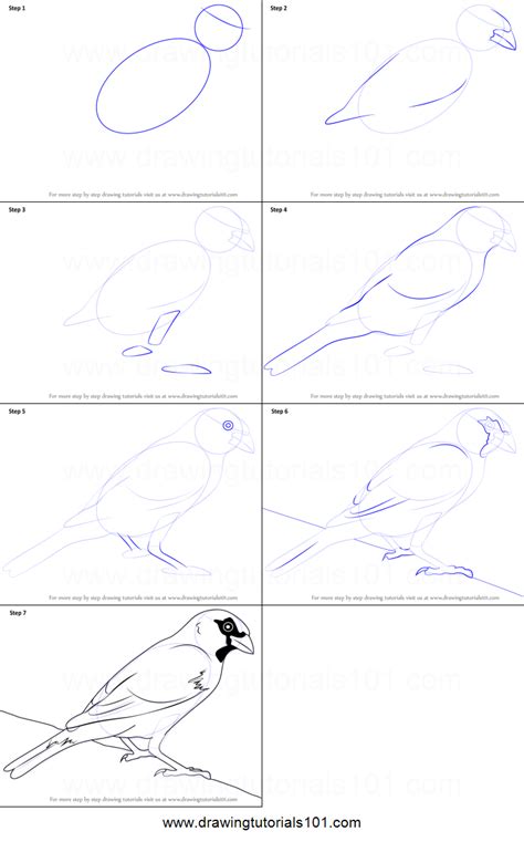 How To Draw A House Sparrow Printable Step By Step Drawing Sheet