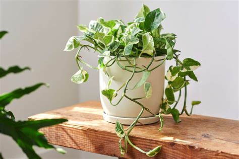 How To Grow And Care For Glacier Pothos
