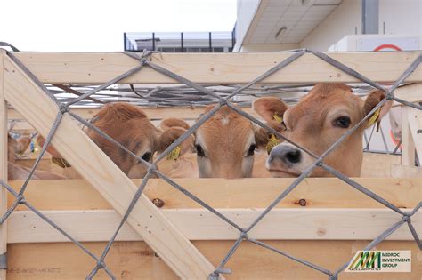 Midroc Midroc Investment Group ሚድሮክ ኢንቨስትመንት ግሩፕ