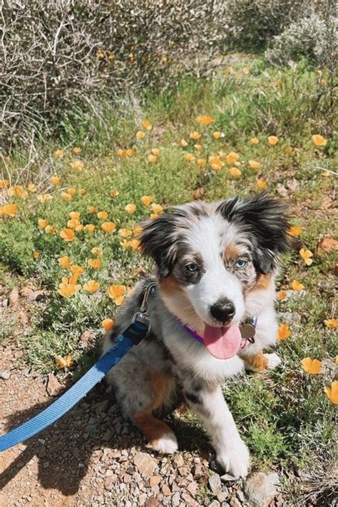 When Is A Mini Aussie Full Grown Size Age Fully Grown PupTraveller