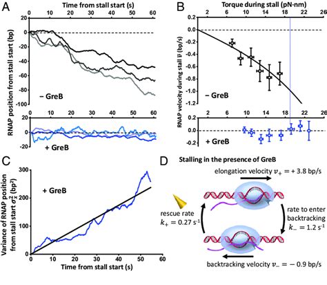 Kinetics Of Backtracking And Greb Rescue A Representative Traces