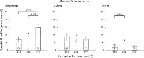 Temperature Dependent Sex Determination The Interplay Of Steroid Hormones And Temperature