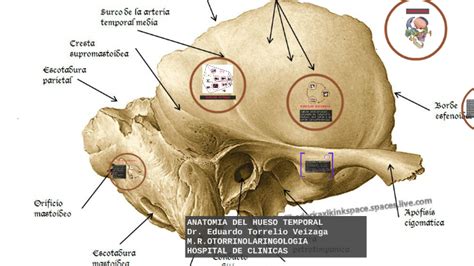 anatomia hueso temporal by eduardo torrelio on prezi