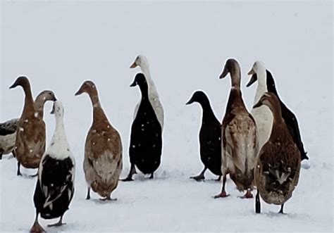 Indian Runner Ducks Wild Acres