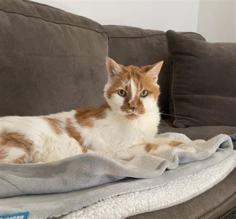 Hyperthyroidism Cat On Thyronorm Methimazole R Seniorkitties