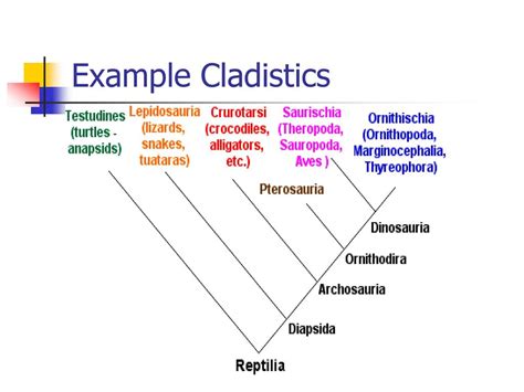 Cladistics Examples