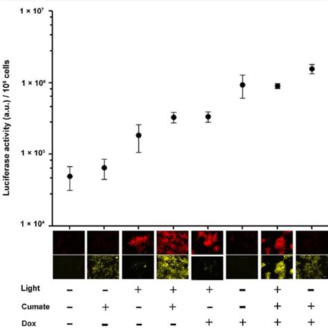 Characterization Of The Complete 3 Input Circuit Microscopy Images