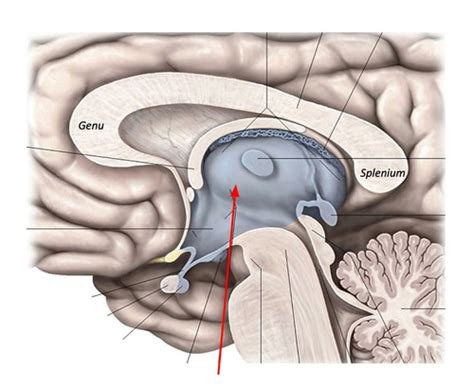 Diencephalon Flashcards Quizlet