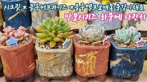 시크릿 블루써프라이즈금 블루엘프교배종을 물마름 최고 땅보화분에 분갈이합니다~ 나란히나란히~ Youtube