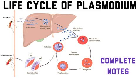 Life Cycle Of Plasmodium Species Notes Studigoo