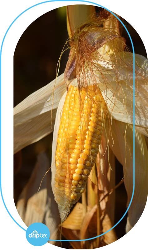 Automatic Corn Irrigation Solution Driptec Automatic Corn Irrigation Solution Driptec