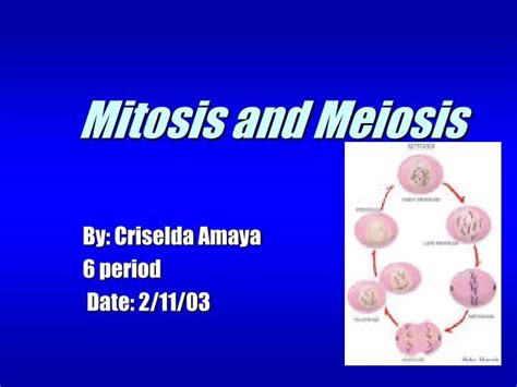 Ppt Mitosis And Meiosis Powerpoint Presentation Free Download Id 5471125
