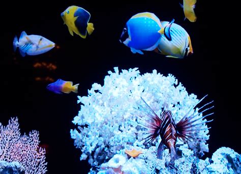 Tcl Adopts Quantum Dots Mini Leds To Raise K Ultra Hd Tv Performance