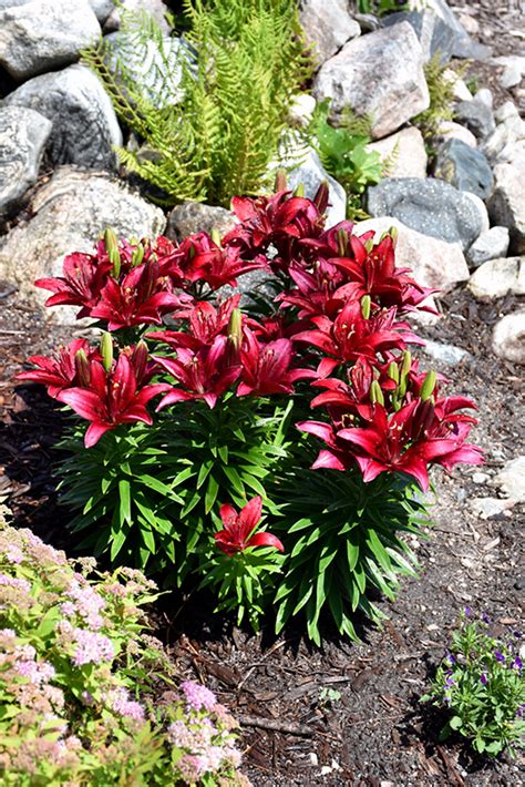 Lily Looks Tiny Rocket Lily Lilium Tiny Rocket In Boston Hopkinton Chelmsford Hingham