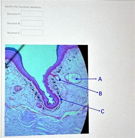 Identify The Structures Labeled As Structure A Structure B Structure