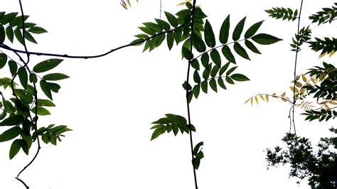 무료 이미지 자연 분기 줄기 잎 봄 녹색 밀림 생기게 하다 식물학 플로라 배경 관목 물티슈 포도 나무 꽃 피는 식물 우디 식물 육상 식물