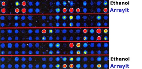 Arrayit Corporation Aryc Products Dna Microarrays Microarrays