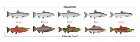 Highlights Of The State Of The Canadian Pacific Salmon 2019 Responses