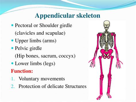 Appendicular Skeleton Definition My XXX Hot Girl