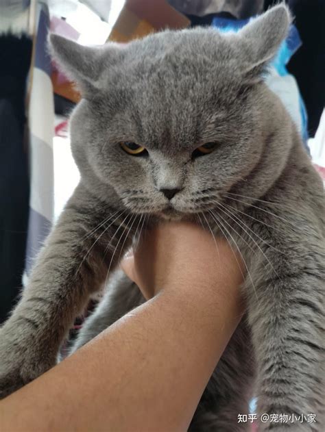 一分钟带你了解，自带“反差感”的英短蓝猫 知乎