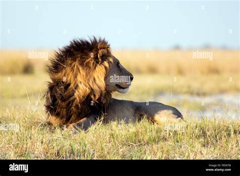 Male African Lion Stock Photo Alamy