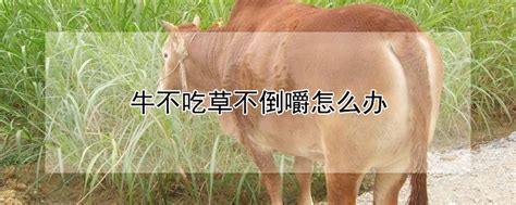 东北养牛冬天怎样过冬 发财农业网