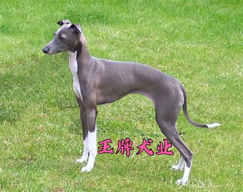灵缇犬格力犬排名智商第2页大山谷图库