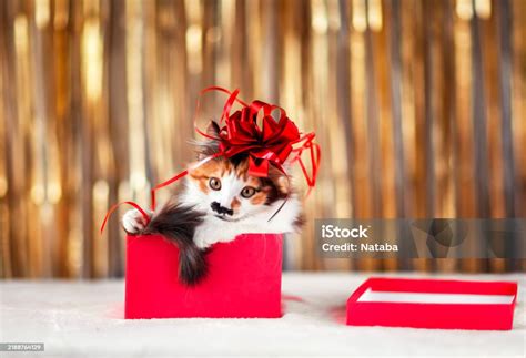 축제 반짝이는 배경에 활과 빨간 선물 상자에서 엿보는 귀여운 작은 가축에 대한 스톡 사진 및 기타 이미지 가축 고양이 새끼 고양잇과 Istock