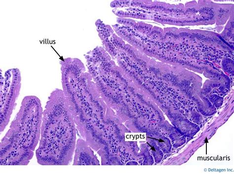 Human Duodenum Histology