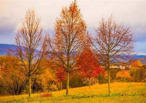 Bunter Herbst Foto & Bild | pflanzen, pilze & flechten, bäume ...