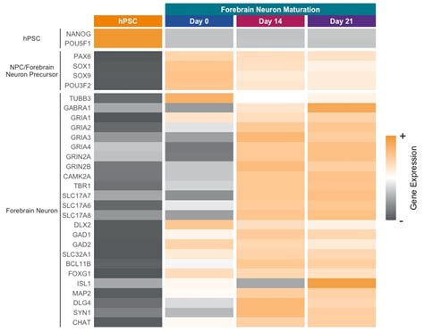Human Ipsc Derived Forebrain Neuron Precursor Cells Stemcell Technologies
