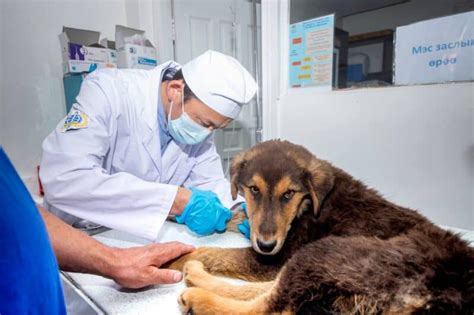 Жавелин хэрэглэх заавар Mmarket Mn