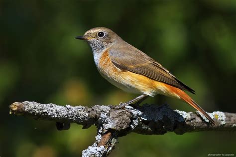 Птица с коричневым хвостом 83 фото