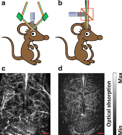Figure 2 1 From Three Dimensional Optical Resolution Photoacoustic Microscopy Semantic Scholar