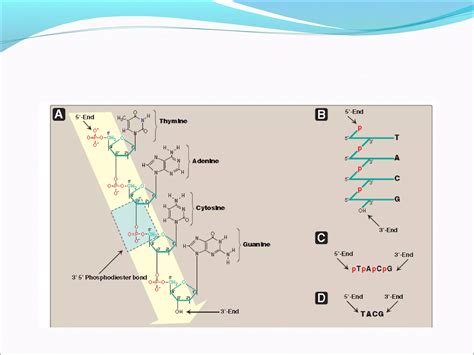 Nucleic Acid Ppt