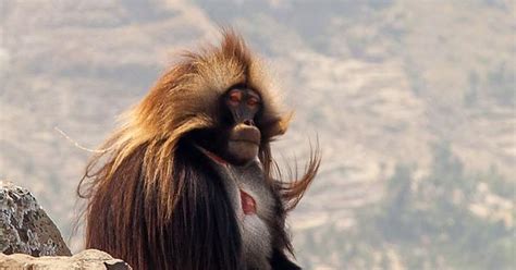 Picture Of A Gelada Baboon I Took In Ethiopia Imgur