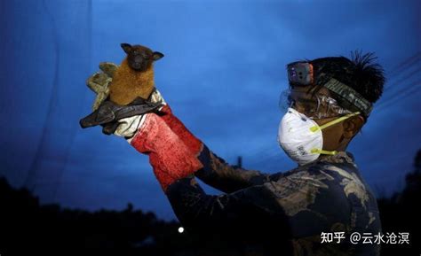 印度尼帕病毒爆发：您需要了解哪些有关该病毒的信息？ 知乎