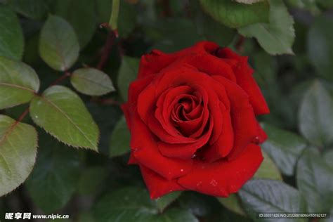 玫瑰摄影图花草生物世界摄影图库昵图网