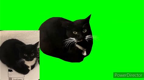 Maxwell The Carryable Cat Meme Music Fonk Youtube