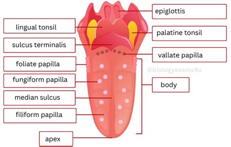 Tongue Its Anatomy Structure And Functions Stemjar Tongue Anatomy