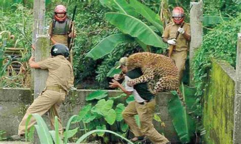 Wild Animals Attacking People