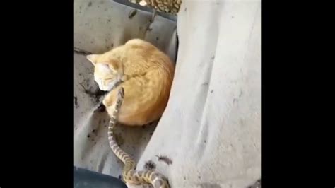 اس اس انا الثعبان YouTube