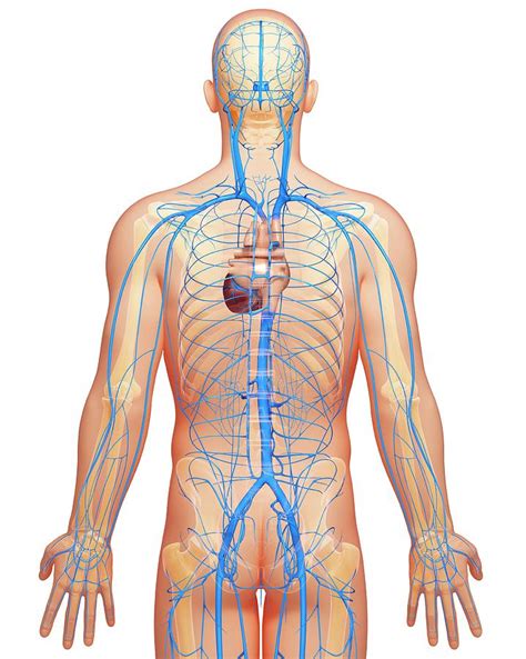 Human Veins Diagram Free Anatomical Heart Diagram Image Download At