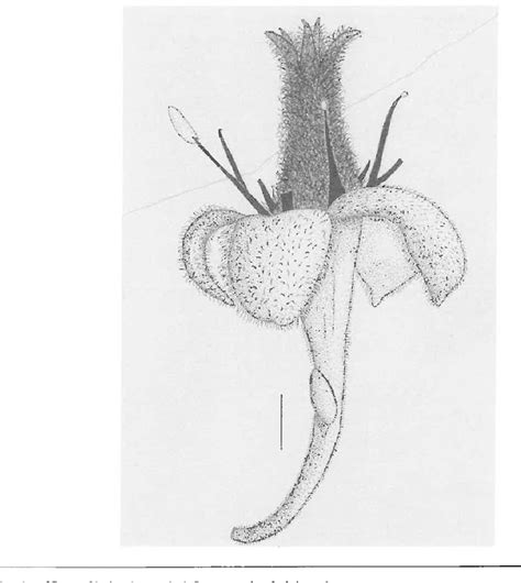 Figure 4 From An Early Cretaceous Angiosperm Fossil Of Possible