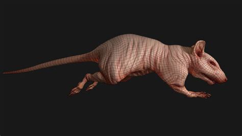 Naked Rat FlippedNormals