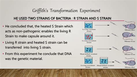 Recombination In Prokaryotes Introduction Types Pptx