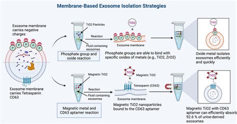 An Effective Strategy To Overcome The Exosome Isolation Challenge Is
