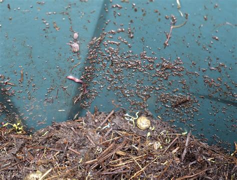 The Joy Of Compost Tejvan