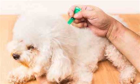 狗狗体内体外驱虫多少钱 宠物网问答