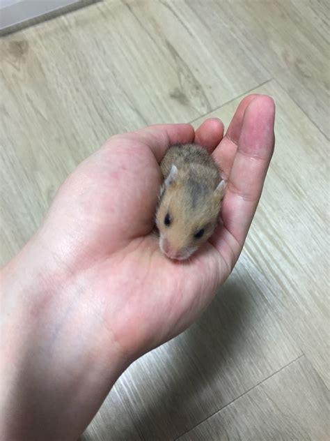 중고나라 아기 골든햄스터 7마리 분양합니다